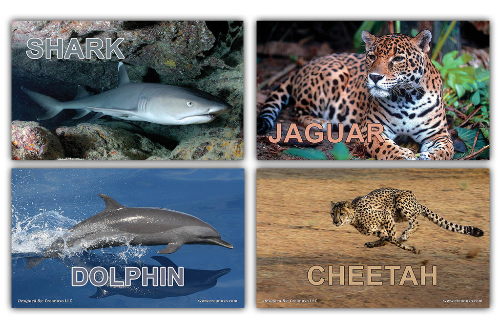 Creanoso Basic Zoo Animals Identification Learning Flashcards Ã¢â‚¬â€œ