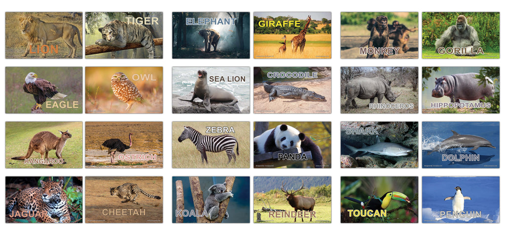 Creanoso Basic Zoo Animals Identification Learning Flashcards Ã¢â‚¬â€œ
